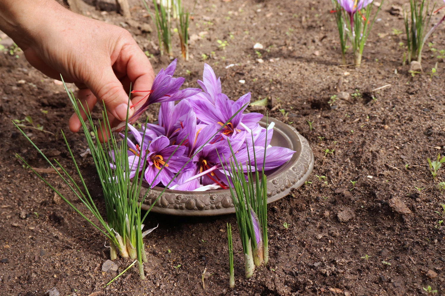 Buy our Crocus sativus bulbs and boost your saffron yield – Roco Saffron