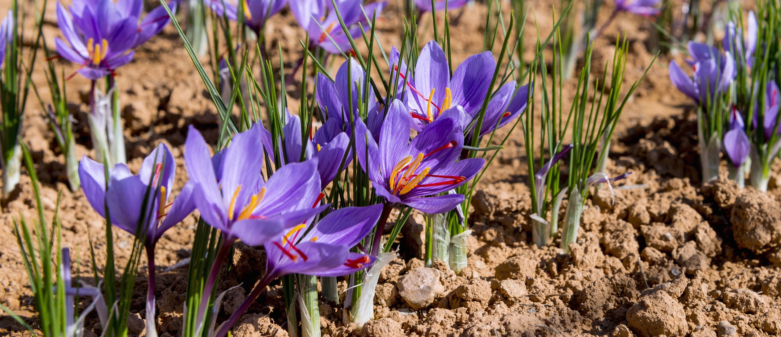 The saffron flowering stage: Crocus sativus in bloom – Roco Saffron