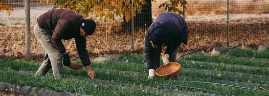 Sustainability: ethical and eco-friendly saffron farming – Roco Saffron