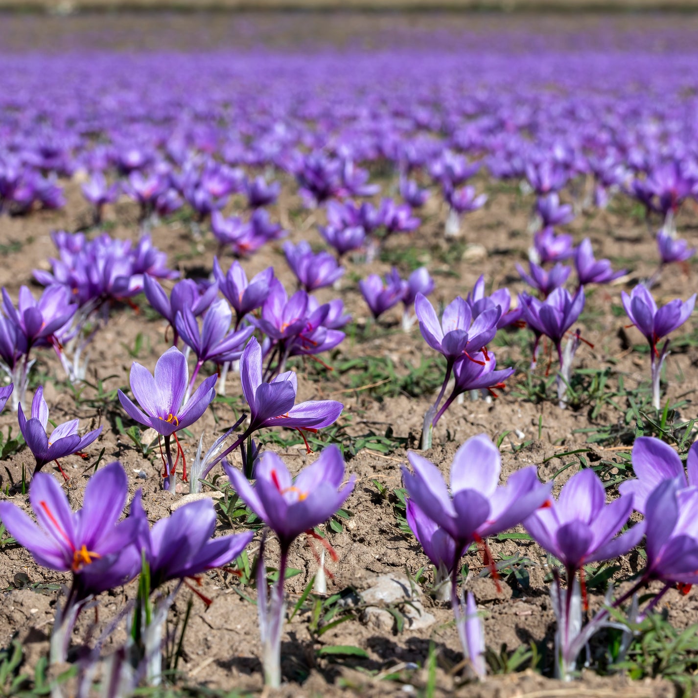 Crocus sativus (size 11/+) – Buy Saffron Crocus bulbs at Roco Saffron