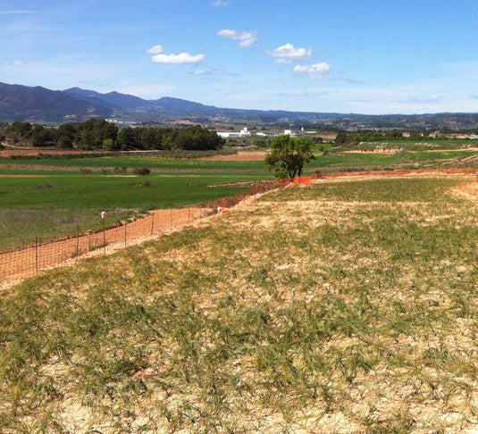 Saffron production cycle: from Crocus sativus to harvest – Roco Saffron