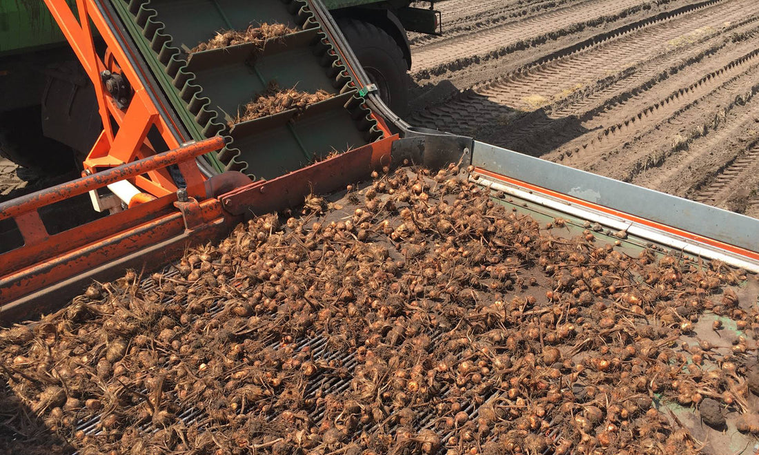 Our Quality | Premium, Fresh Crocus Sativus Bulbs – Roco Saffron