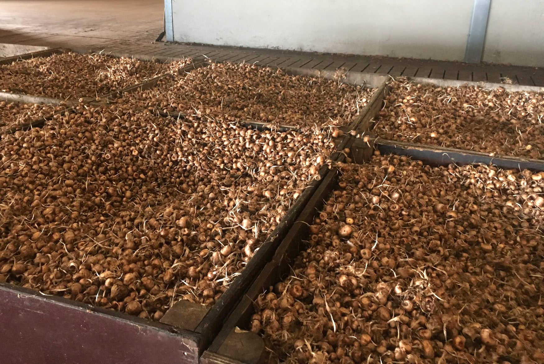 Buy our Crocus sativus bulbs and boost your saffron yield – Roco Saffron