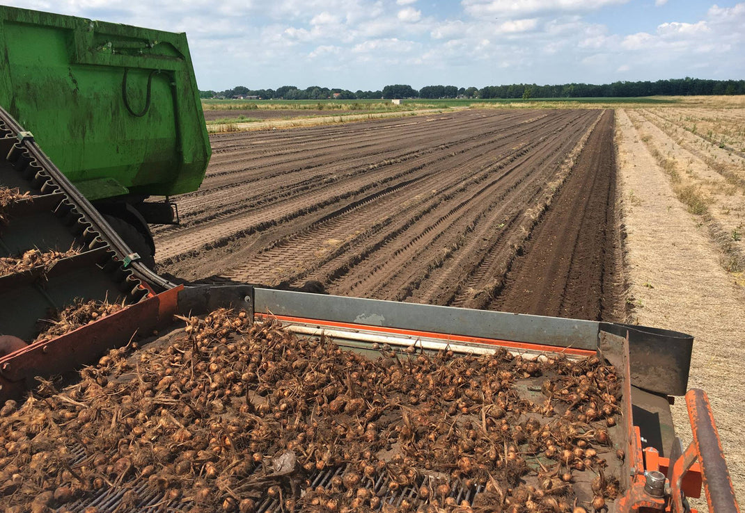 About Roco Saffron | Premium, Sustainably Grown Bulbs