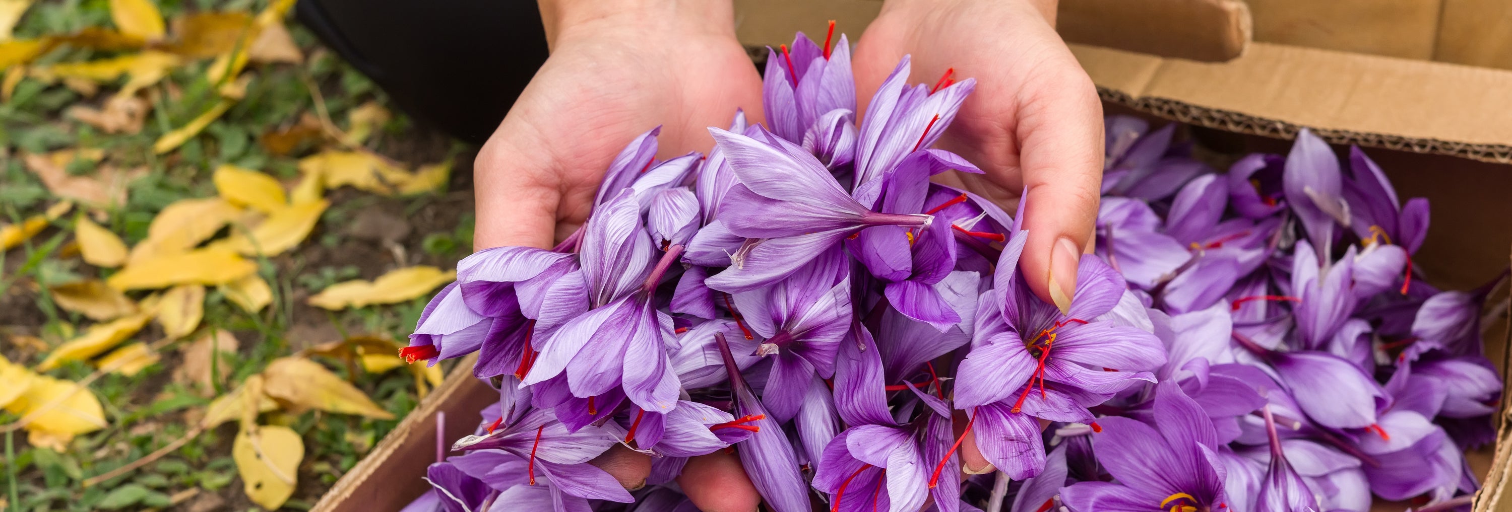 About Roco Saffron | Premium, Sustainably Grown Bulbs