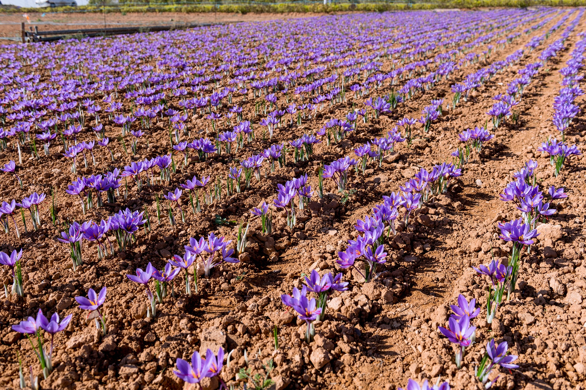 Saffron production cycle: from Crocus sativus to harvest – Roco Saffron