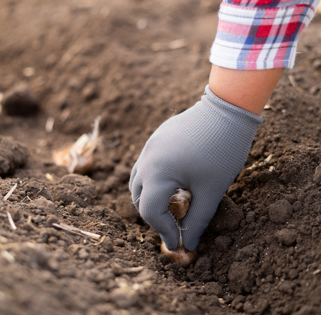 About Roco Saffron | Premium, Sustainably Grown Bulbs