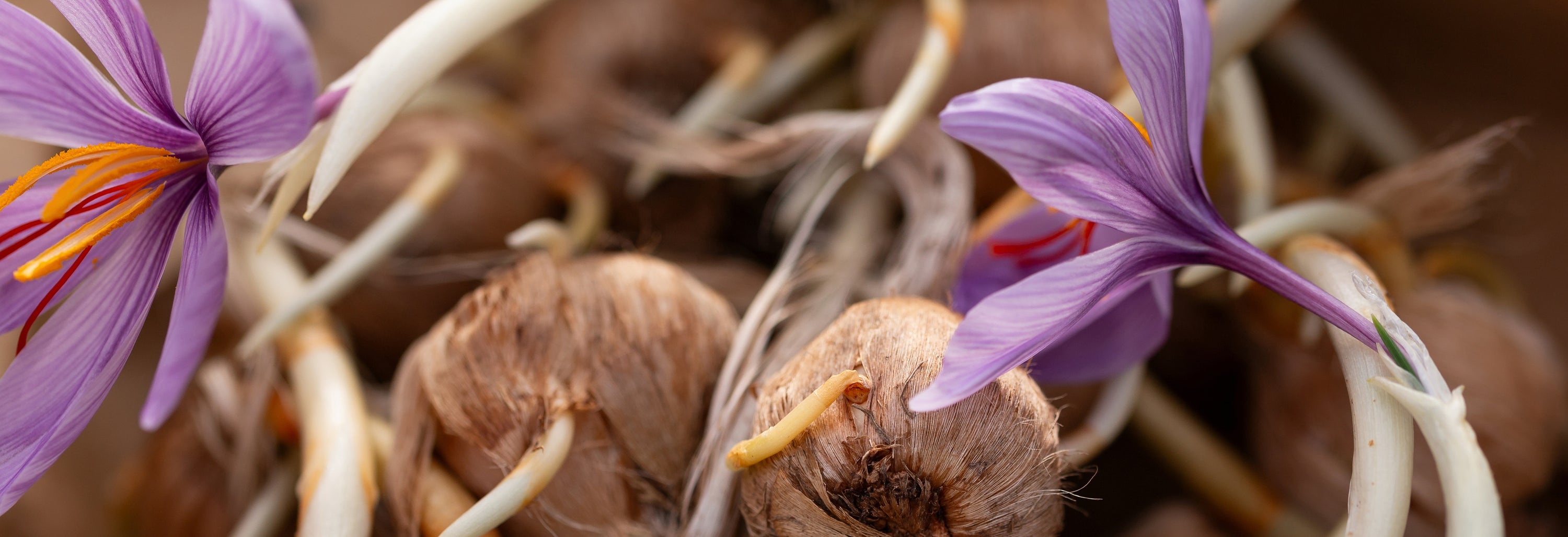 Buy our Crocus sativus bulbs and boost your saffron yield – Roco Saffron