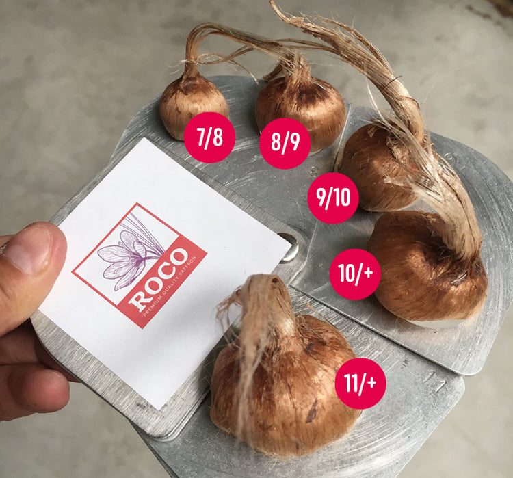 Our Quality | Premium, Fresh Crocus Sativus Bulbs – Roco Saffron